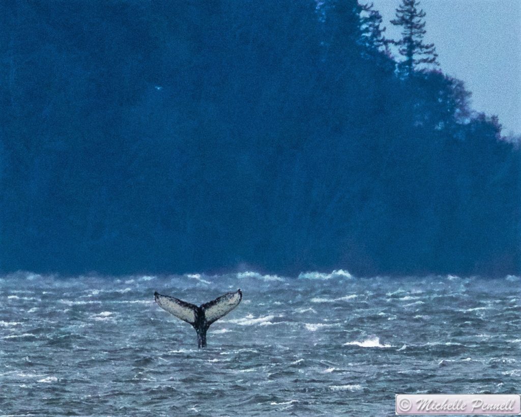 Whales Wave and Celebrate With Us – Whales and Dolphins BC