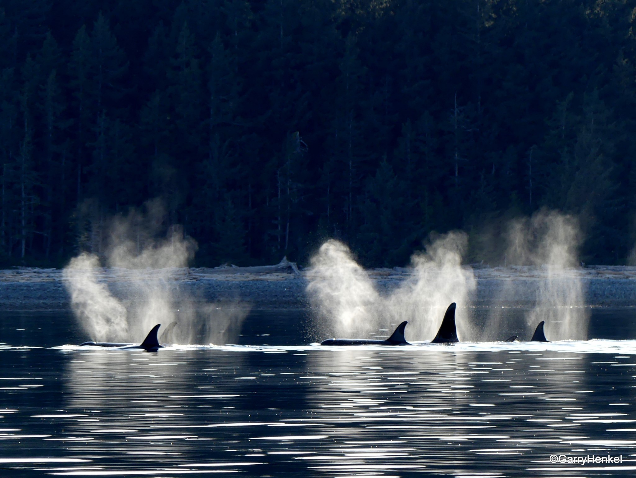 Southern Resident Orca appear again and Grey Whale at Nanoose – Whales ...