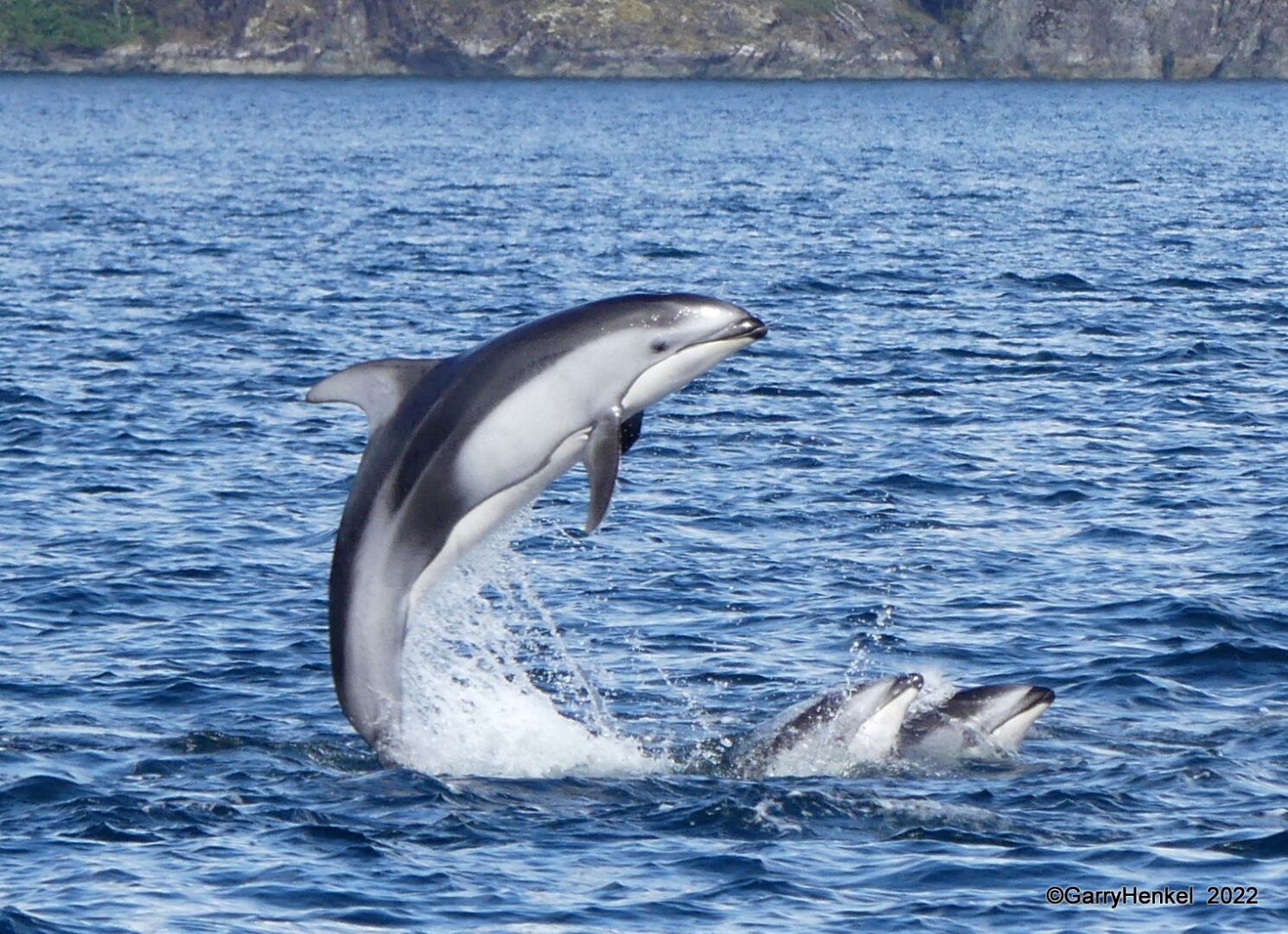 Dolphins are Acrobatic! – Whales and Dolphins BC
