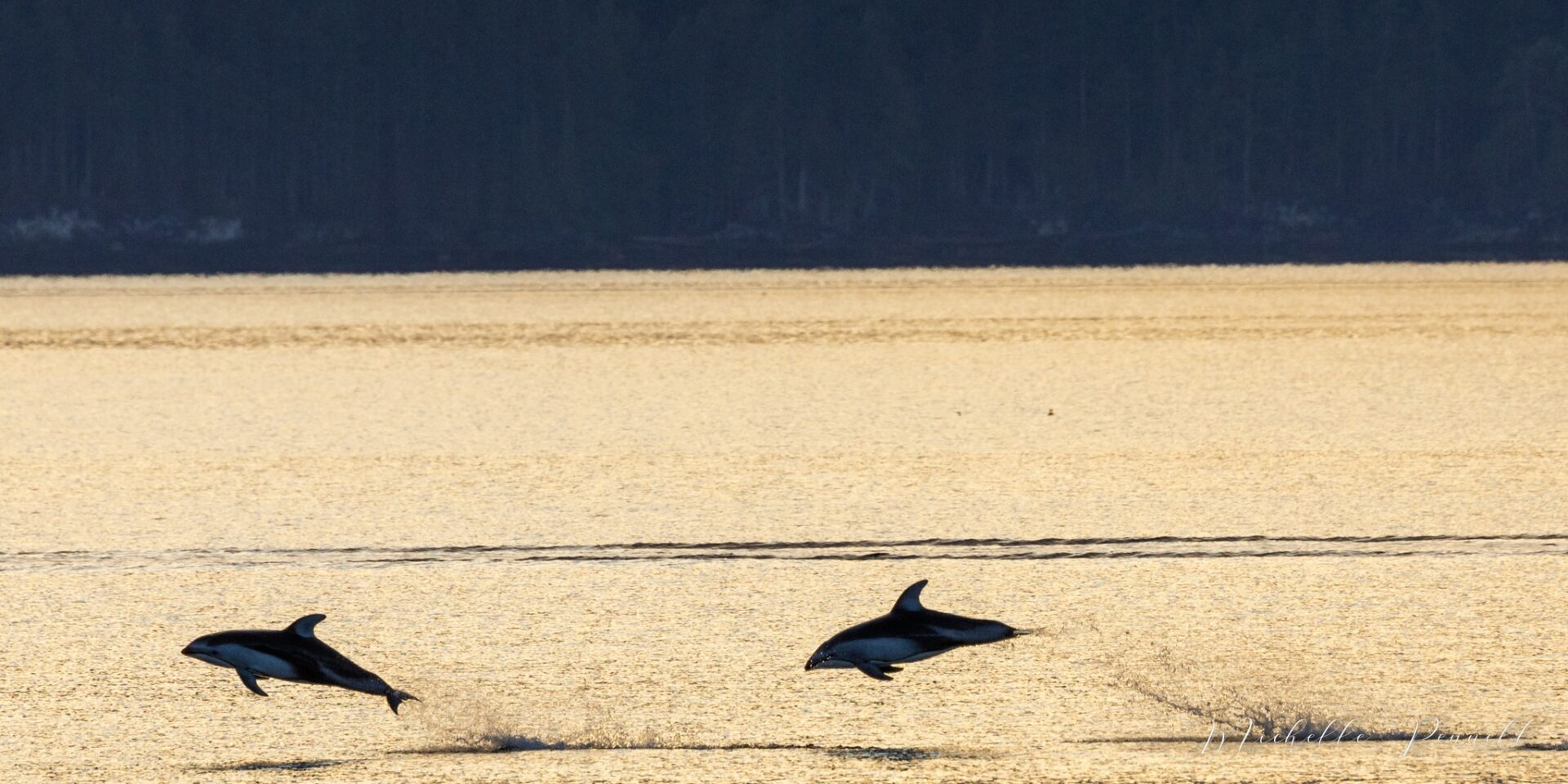 Latest Sightings – Whales and Dolphins BC