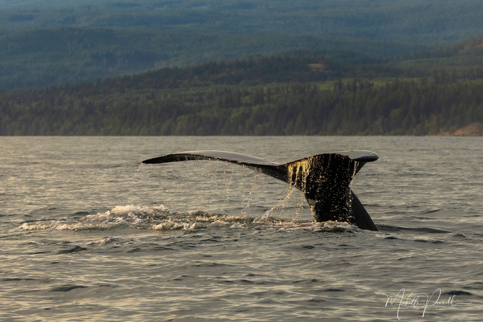 The Tails of Humpback Whales – Whales and Dolphins BC