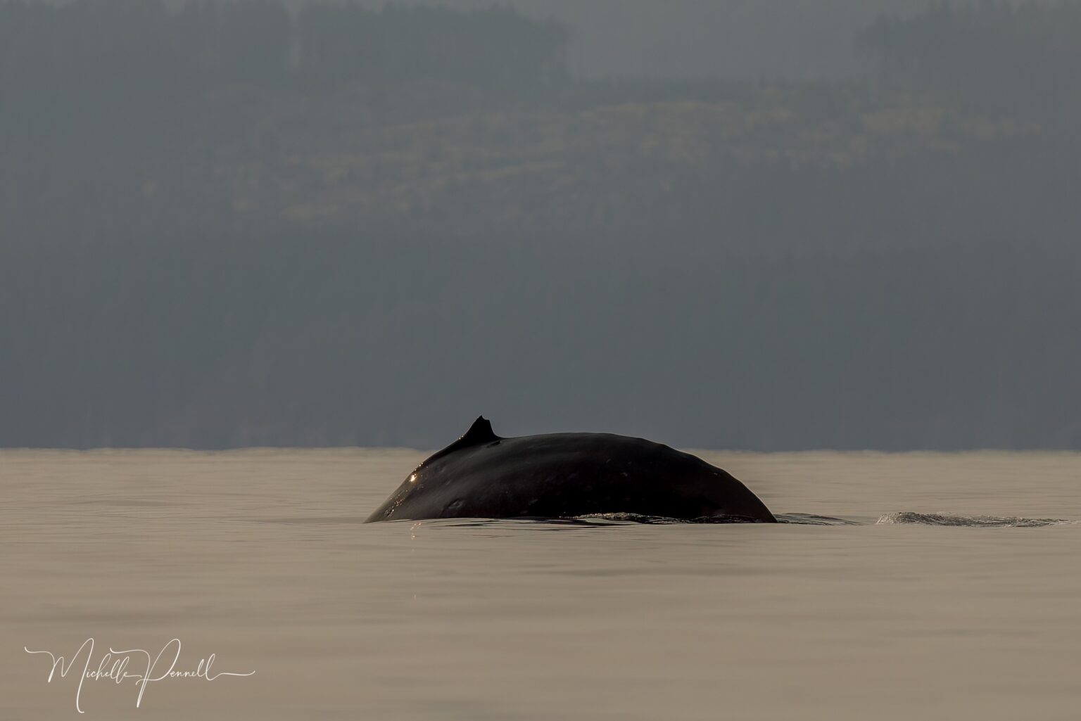 Presence of Humpback Whales – Whales and Dolphins BC