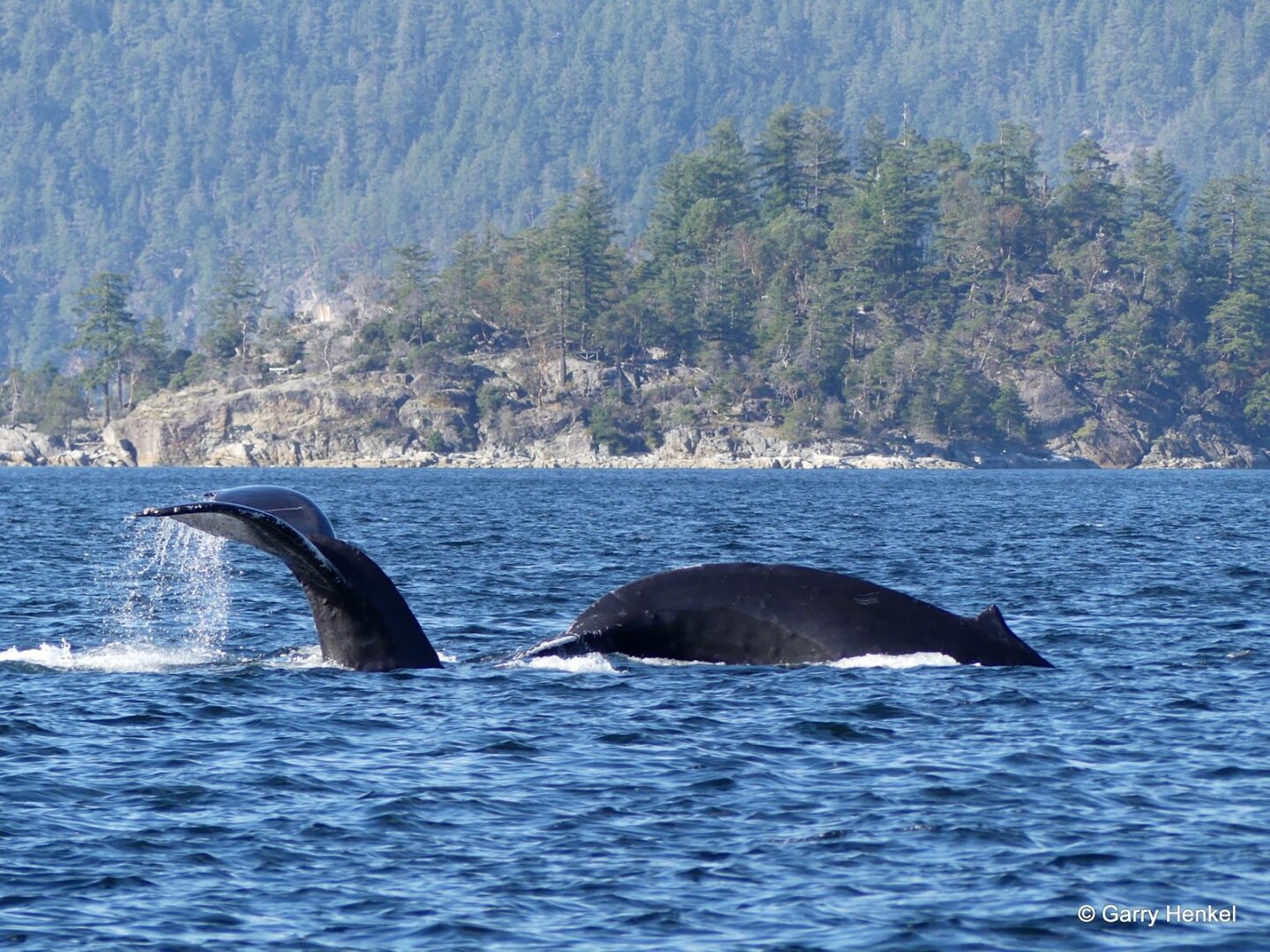 Behaviours of Whales – Whales and Dolphins BC