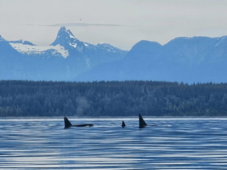 Transient Biggs Orca are Around! – Whales and Dolphins BC